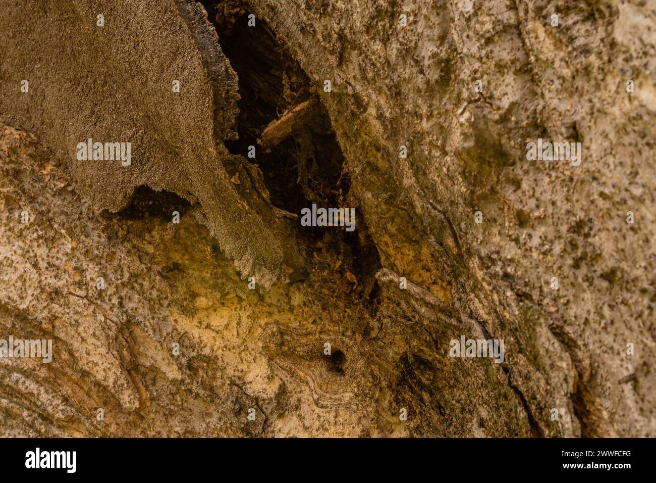 Closeup of the bark of a large old tree where tar that was used to ...