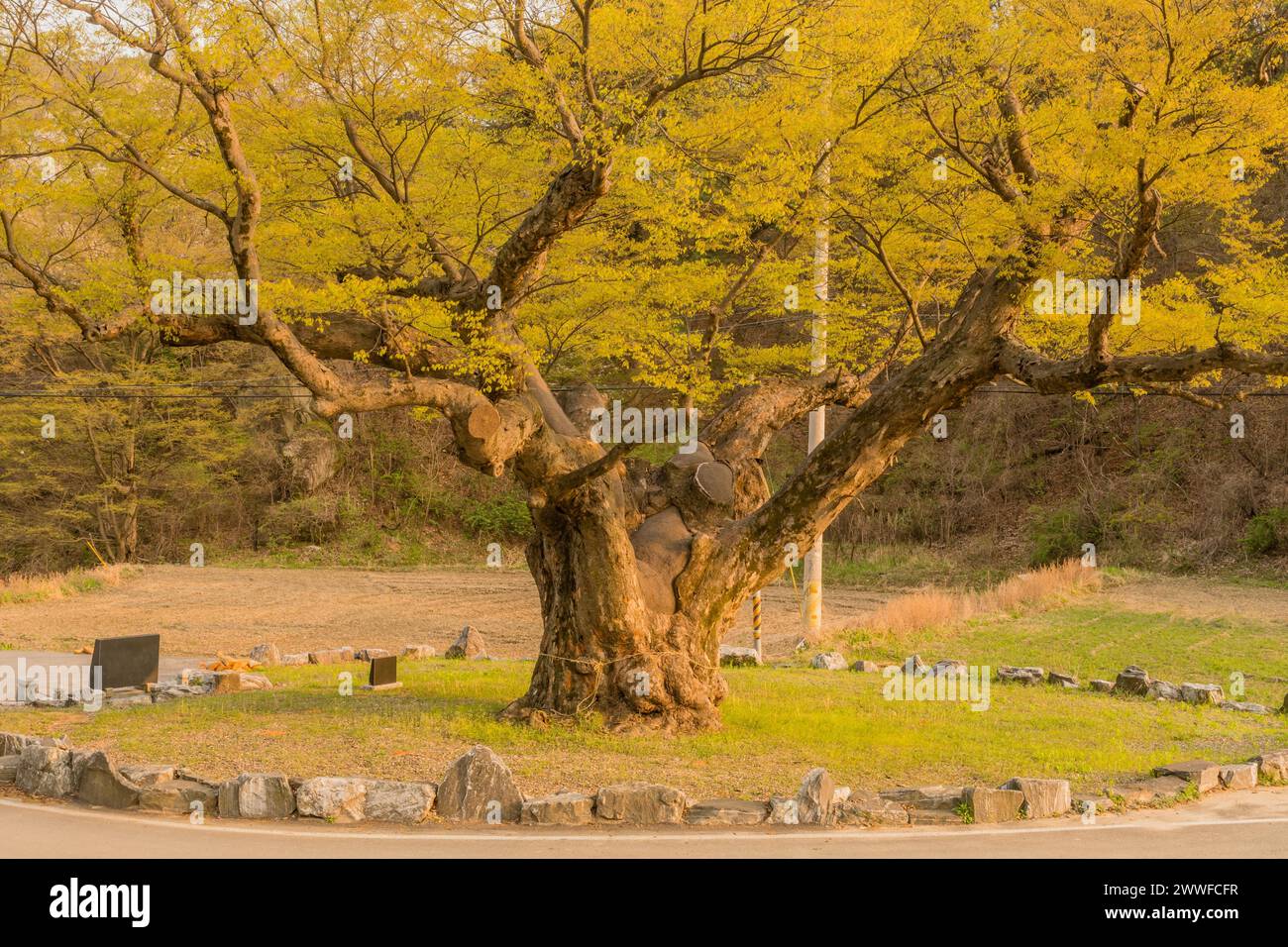 Large tree in rural farming community. Tree is 630 years old, 25 meters ...