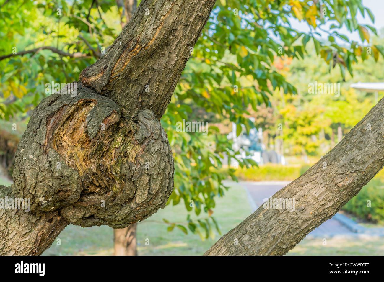 Tree branches forming a knot with green leaves in the background, in ...