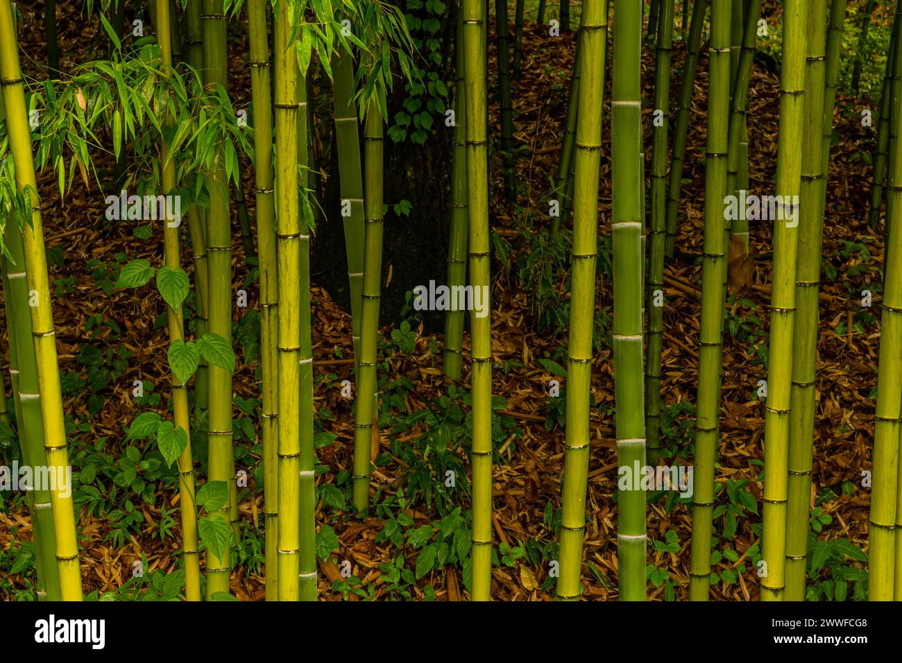 Closeup of small grove of bamboo plants in public wilderness park in ...