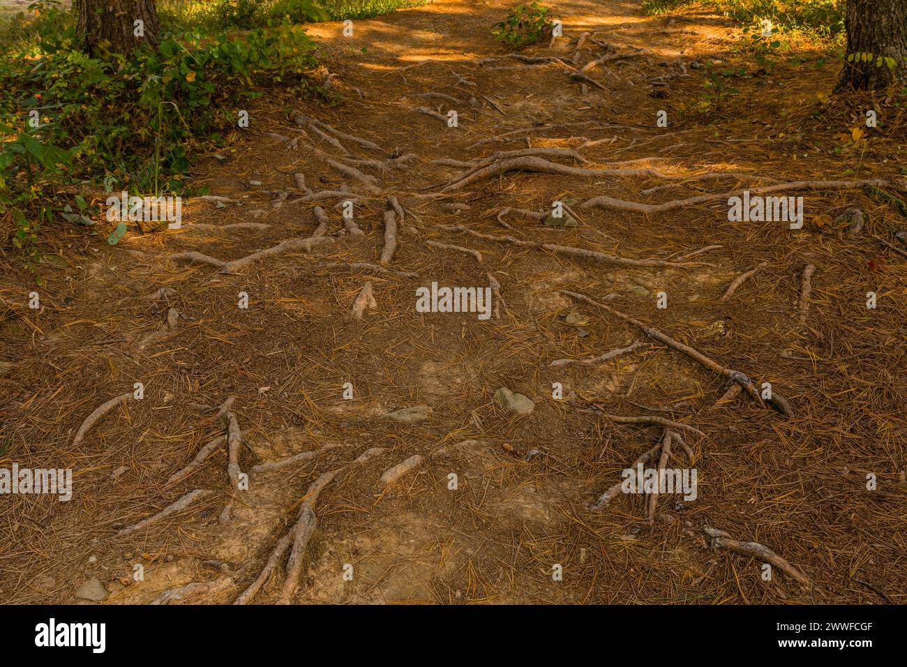 Exposed twisted roots spreading across the dry forest floor, in South ...