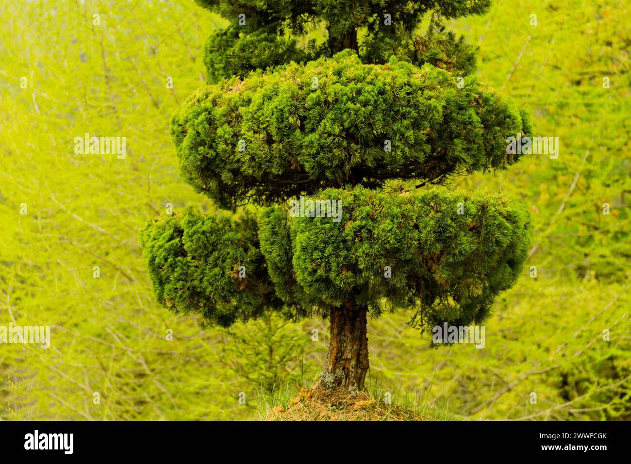Korean pine tree hi-res stock photography and images - Alamy
