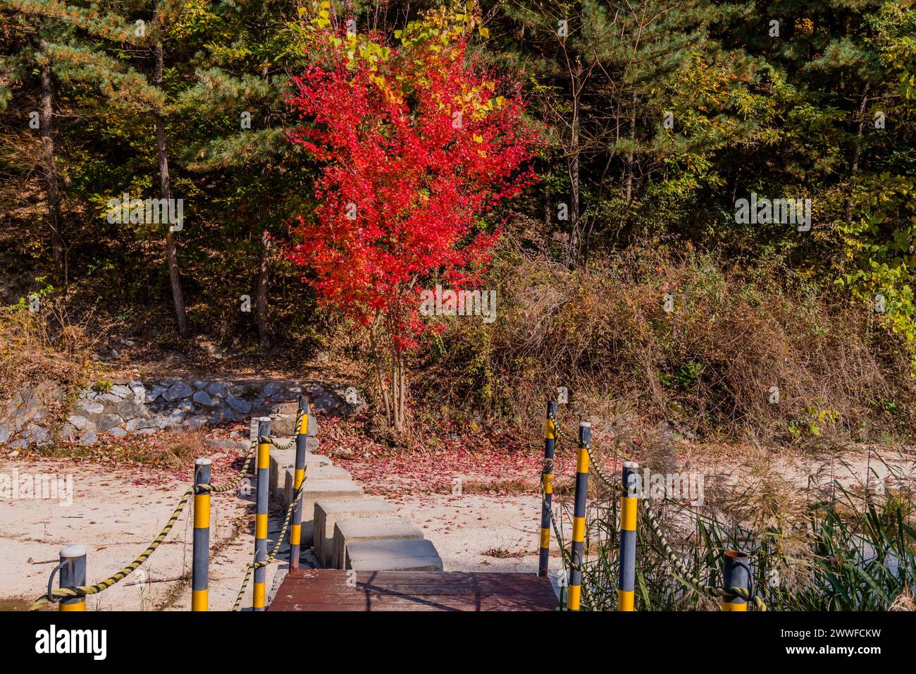 Vibrant red tree stands hi-res stock photography and images - Alamy