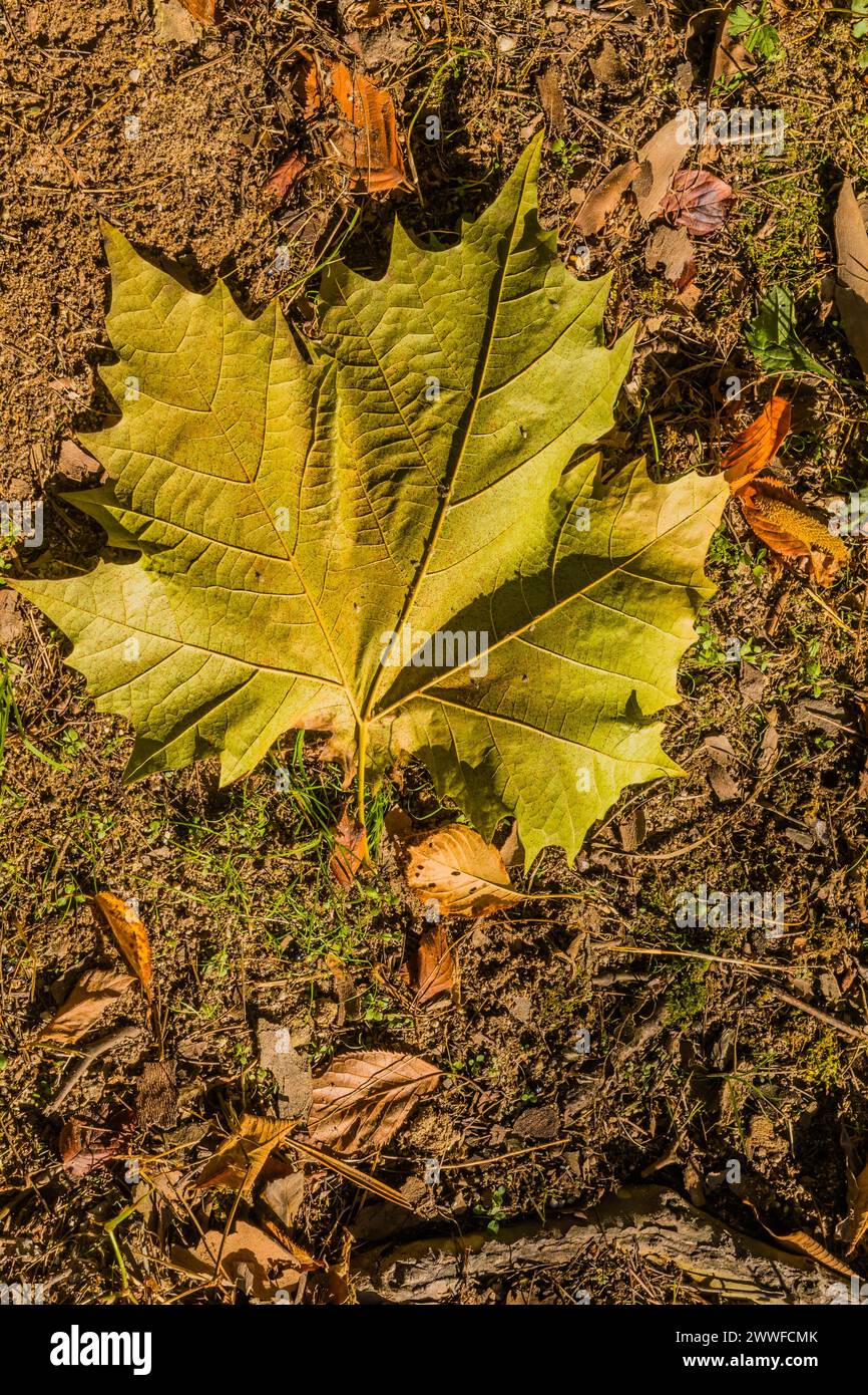 Green maple leaf hi-res stock photography and images - Alamy