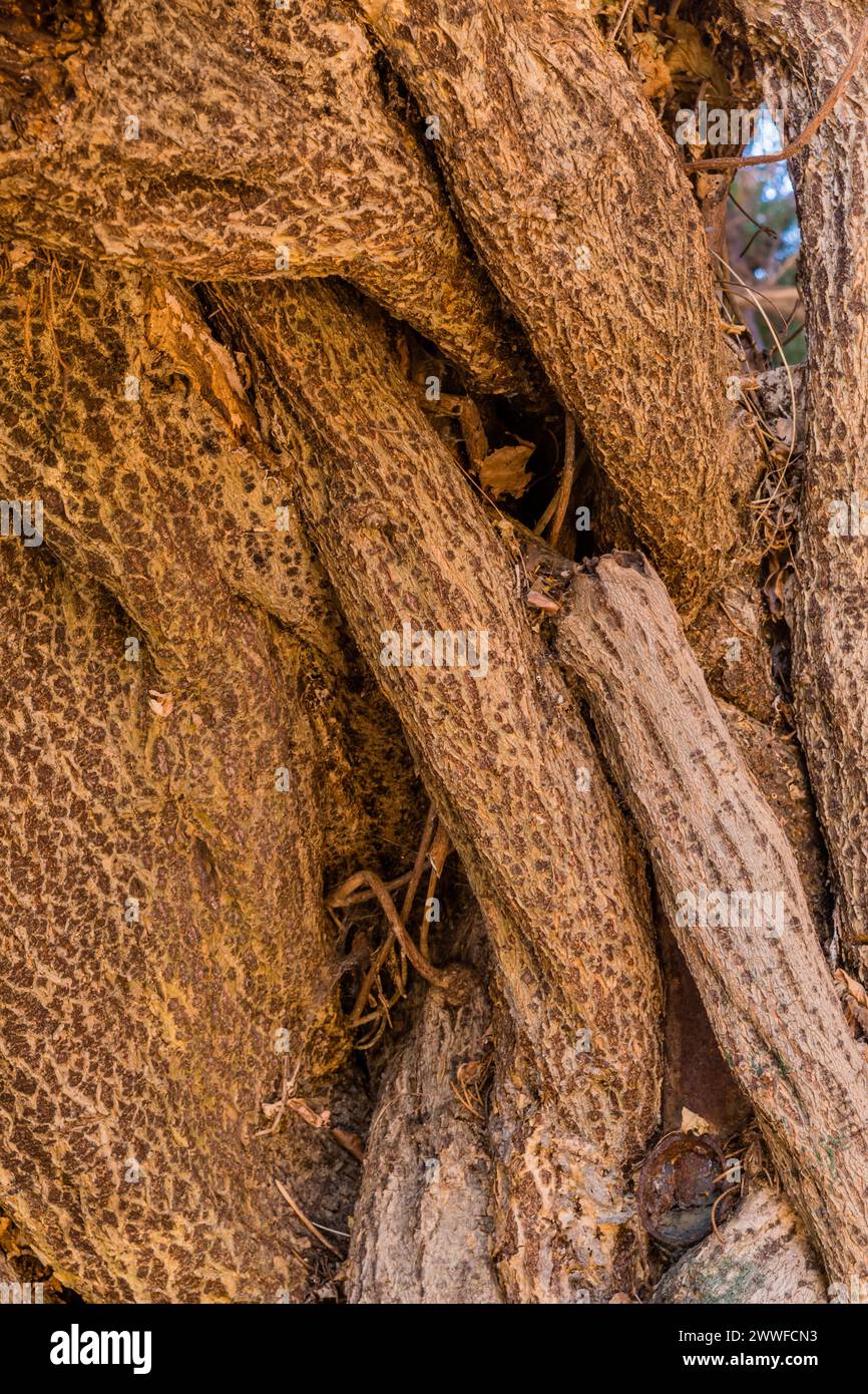 Close-up of a tree's complex and twisted bark texture, in South Korea ...