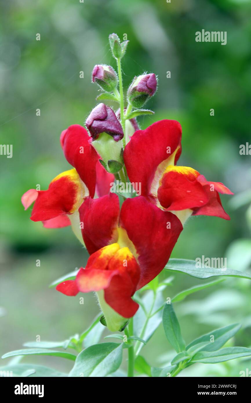In a snapdragon flower hi-res stock photography and images - Alamy