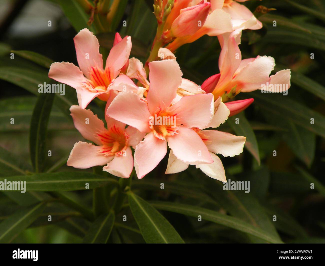 Nerium Oleander or Laurel flower Stock Photo - Alamy
