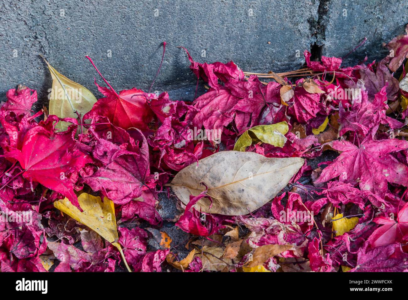 Close-up of vibrant red fallen leaves on gray pavement highlighting ...