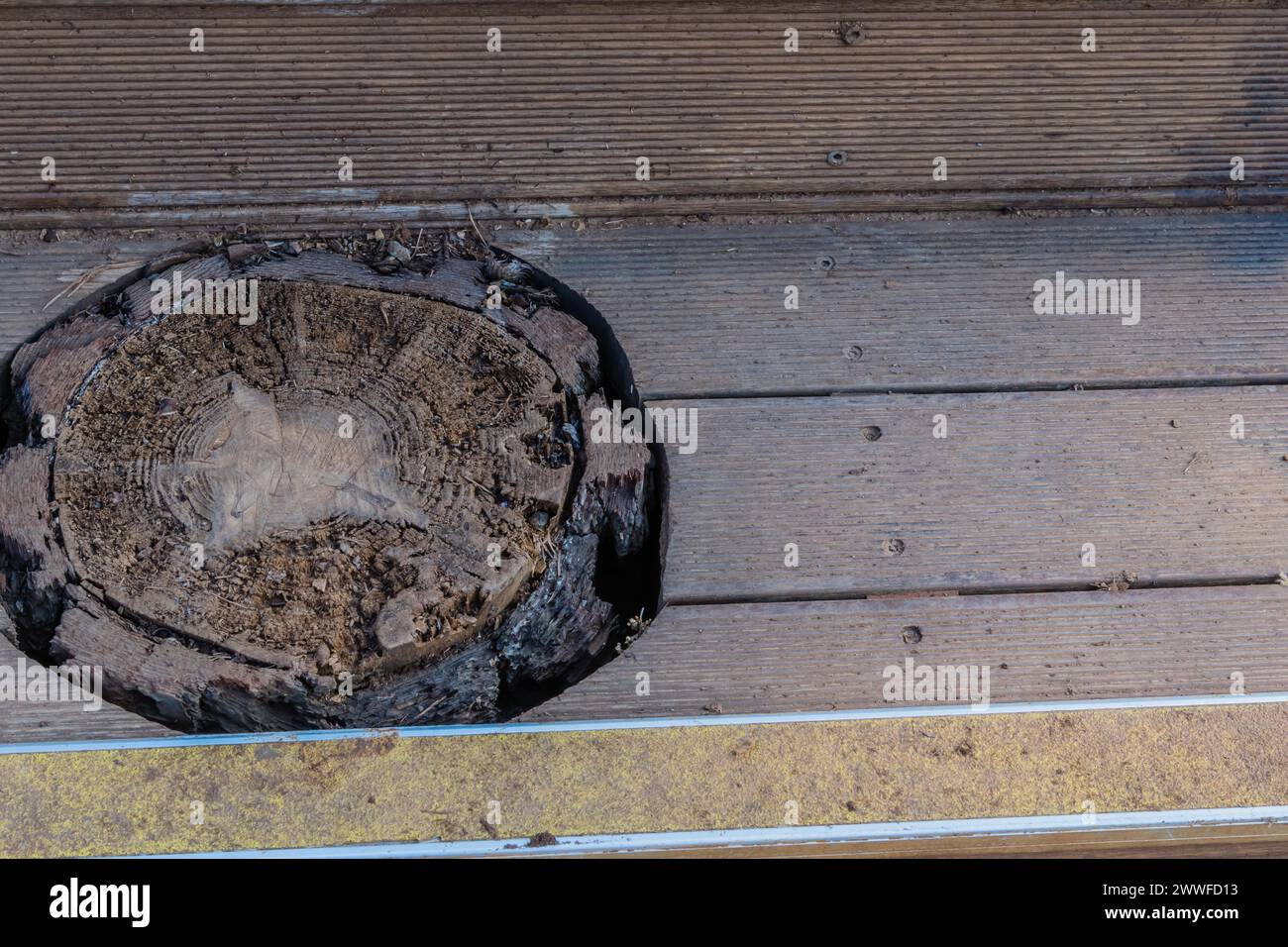 A cut tree stump on a wooden deck with visible section numbers, in ...