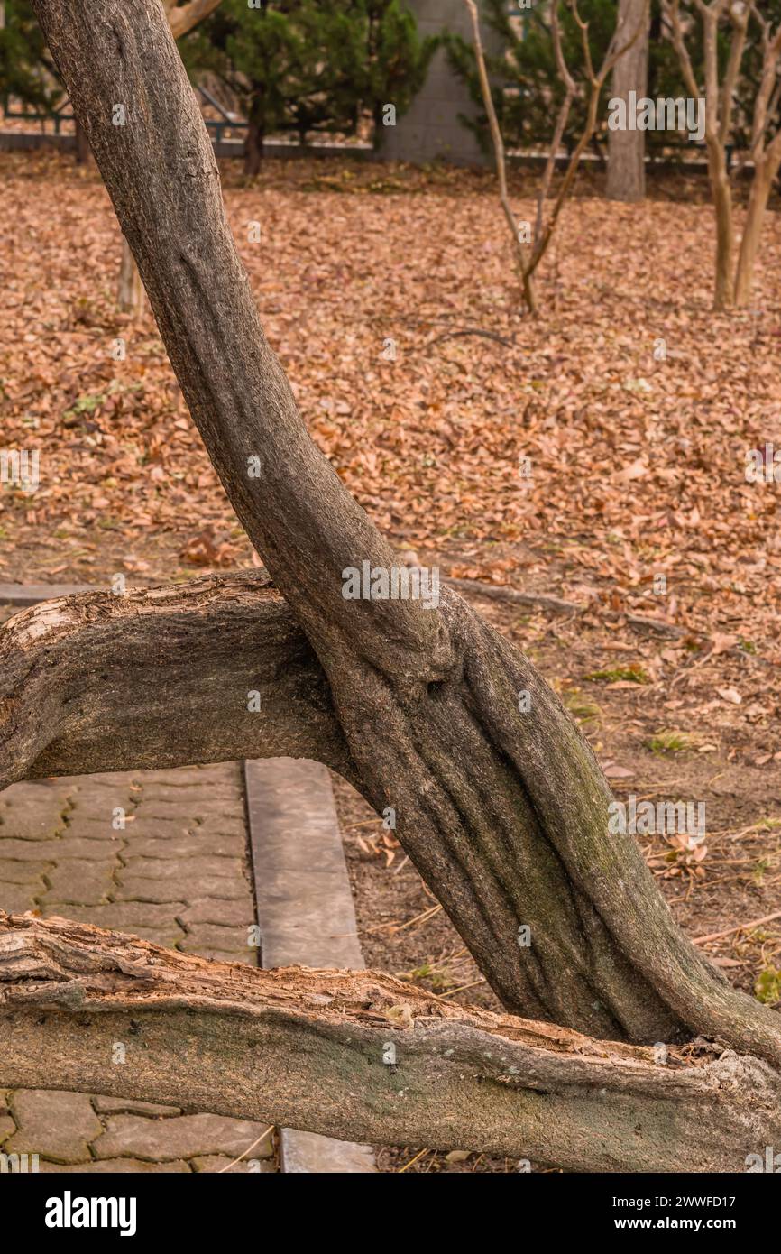 Gnarled branches over an overgrown path with a wooden bench and fallen ...