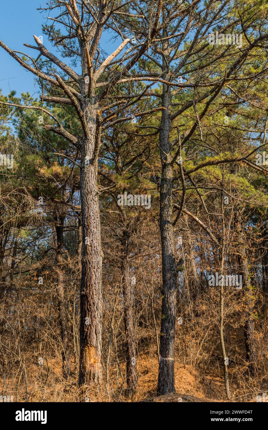 Tall pine trees stand hi-res stock photography and images - Alamy