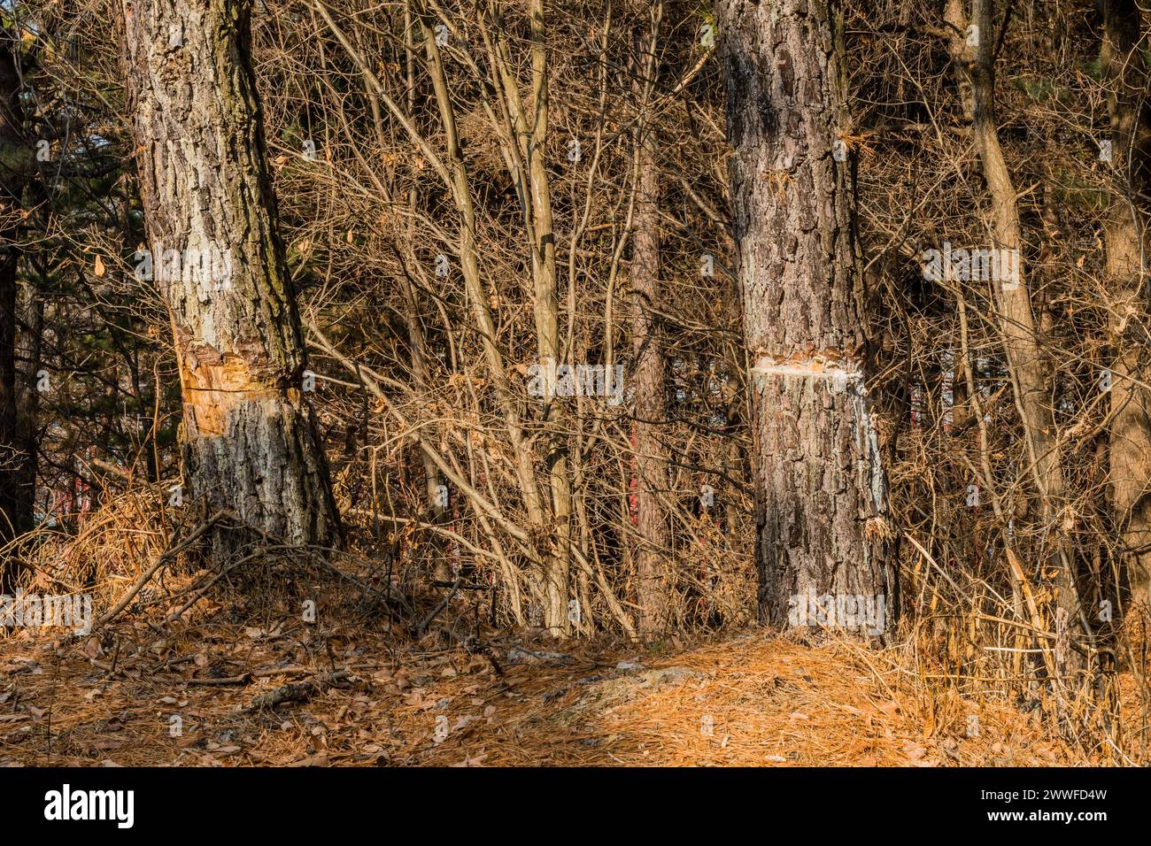 Tall trees with rough bark standing in a forest with a ground cover of ...