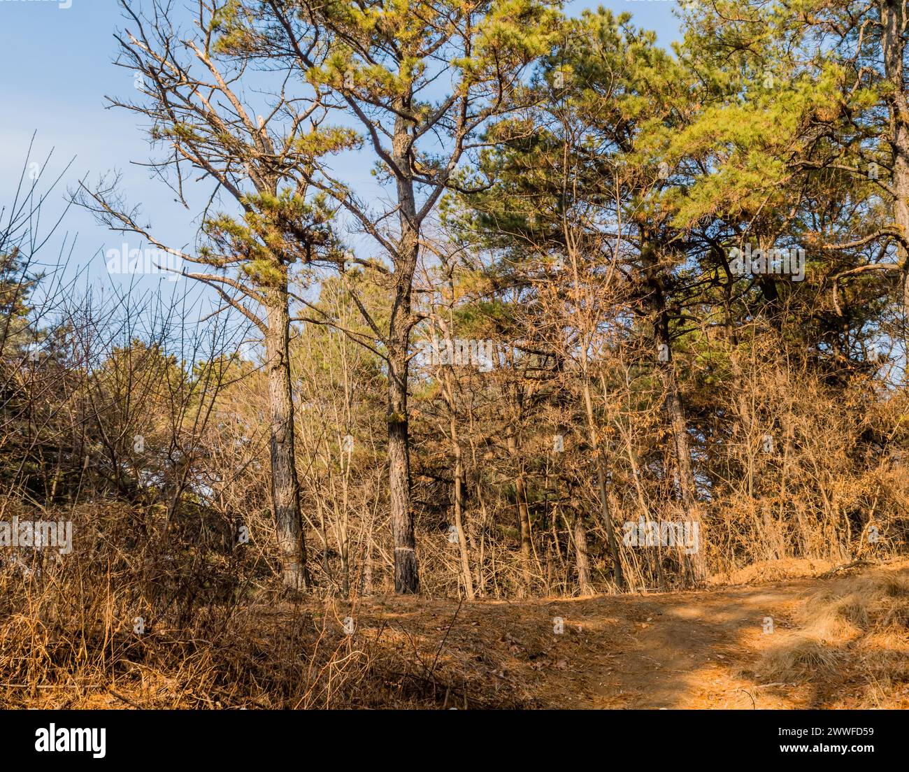 A sunlit forest path winds through dry leaves and tall pine trees, in ...