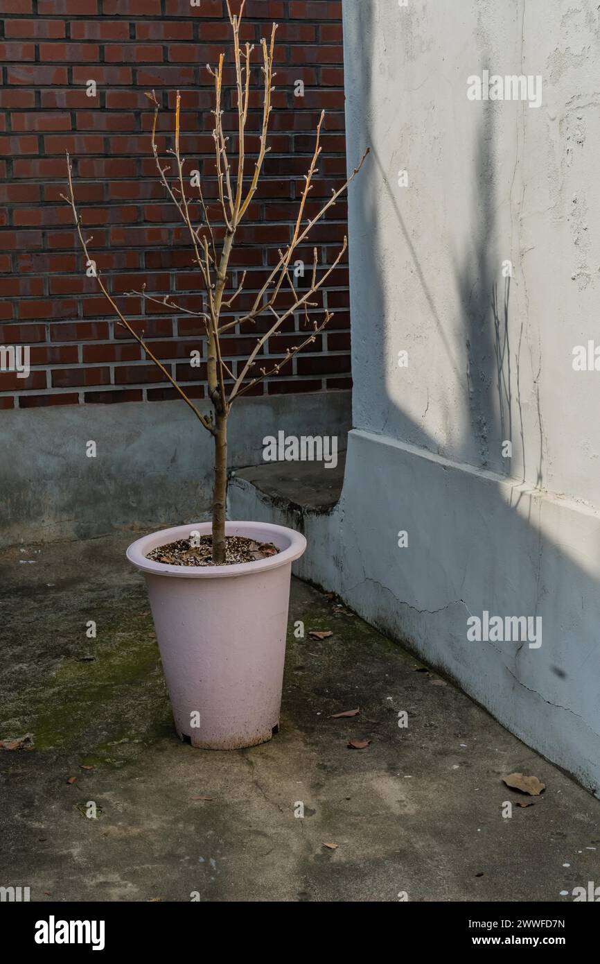 A solitary young tree in a pink pot stands beside a white wall with a ...
