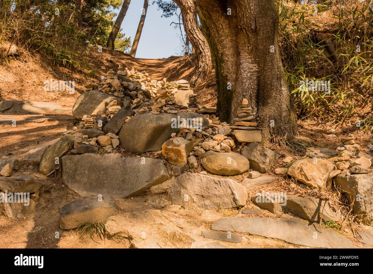 Big tree trail hi-res stock photography and images - Alamy