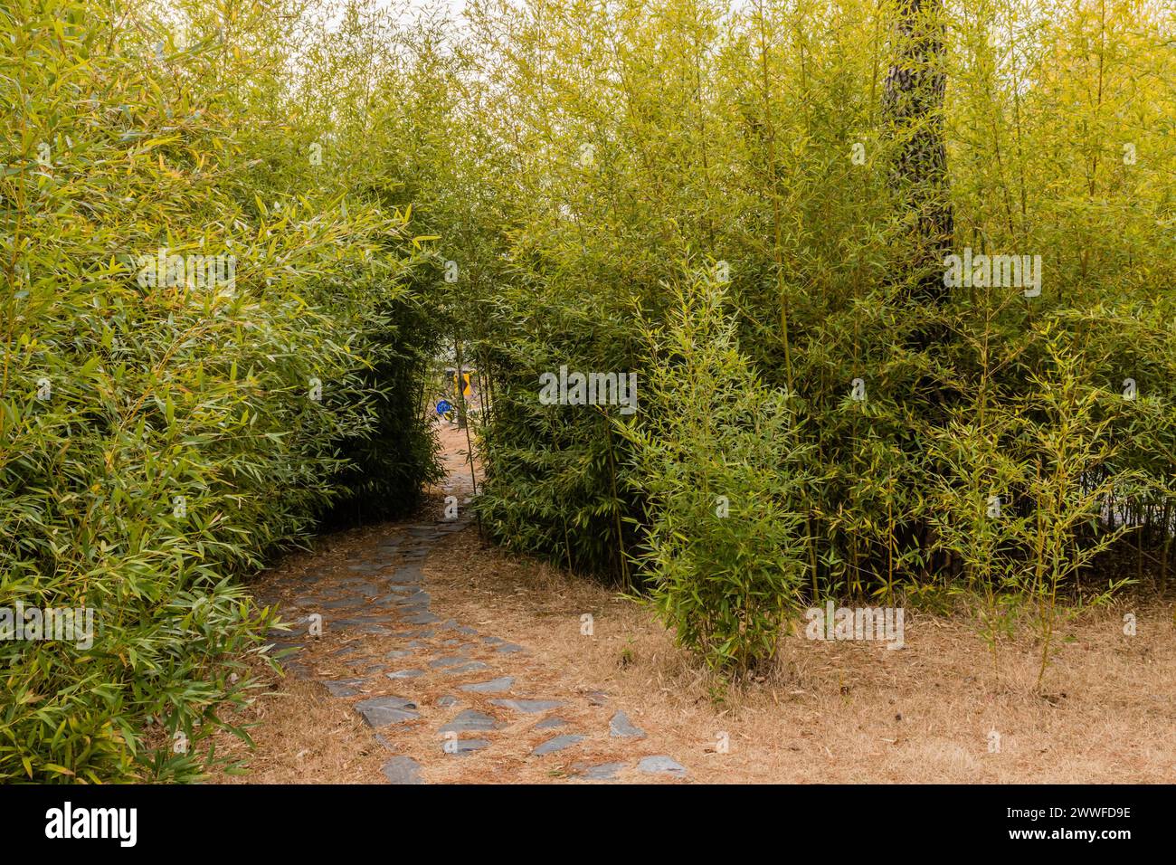 A stone pathway winds through dense green bushes, suggesting a secluded ...