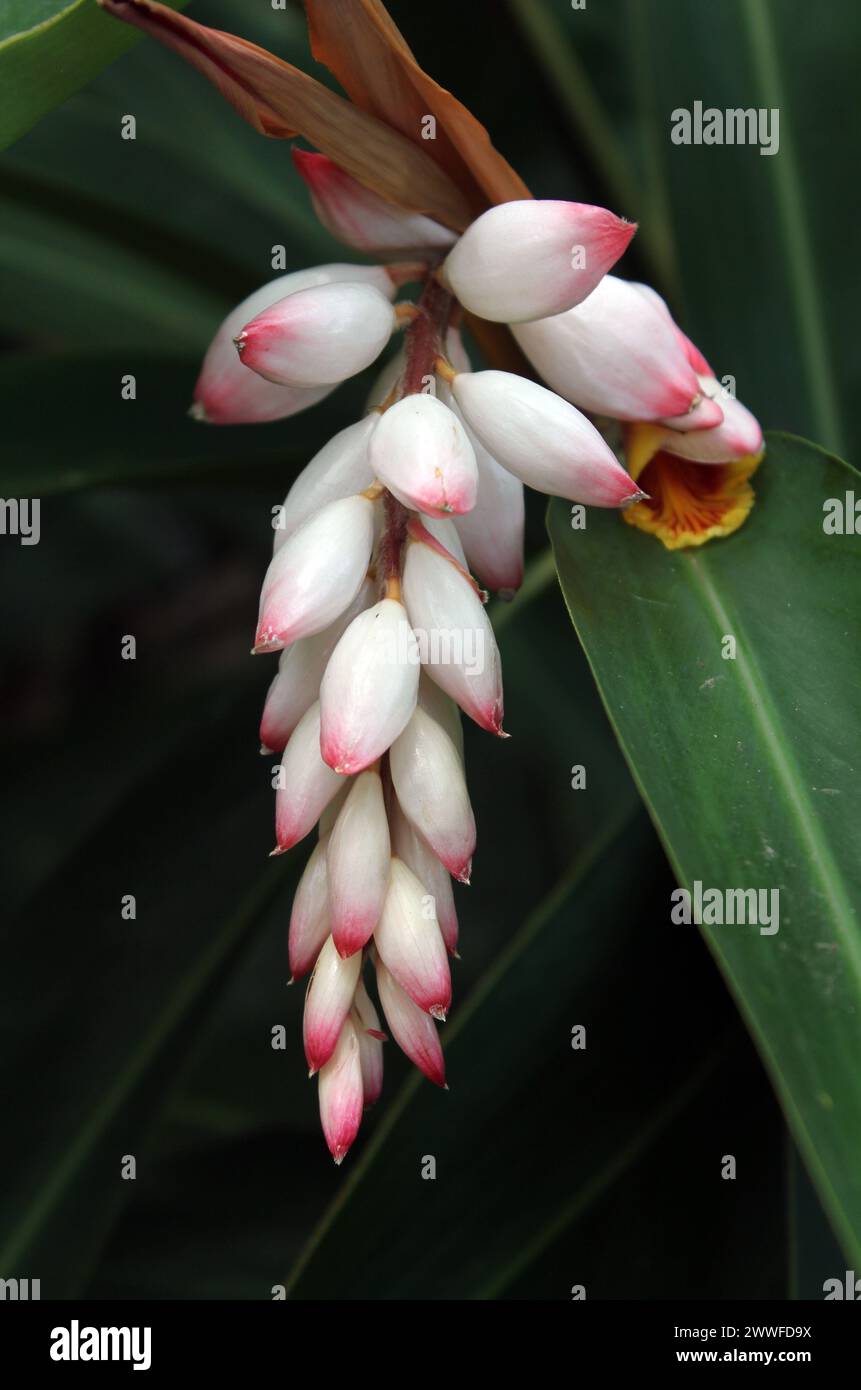 Shell ginger flower on a tropical plant in a garden Stock Photo - Alamy