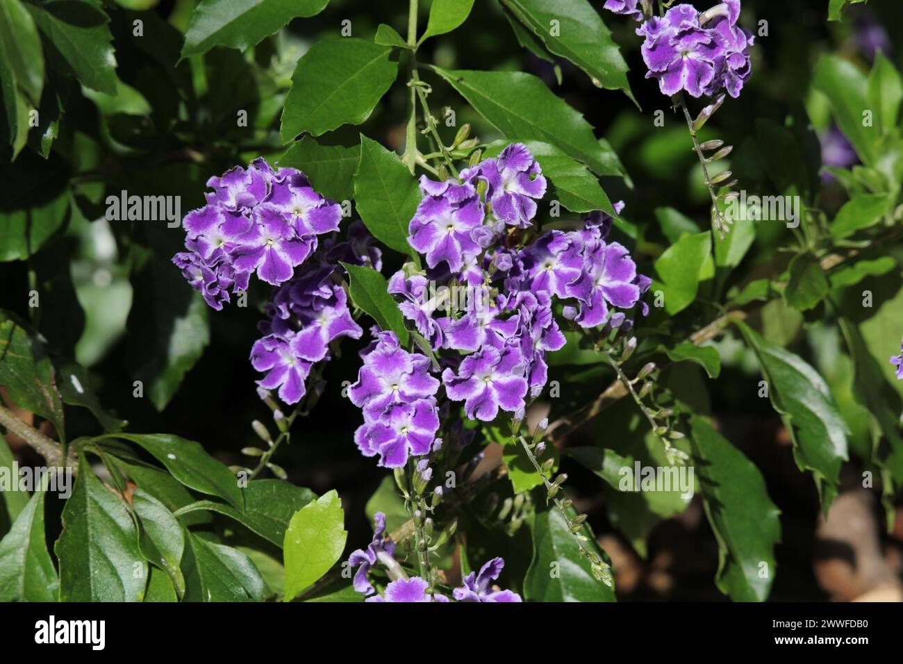 Geisha girl plant hi-res stock photography and images - Alamy