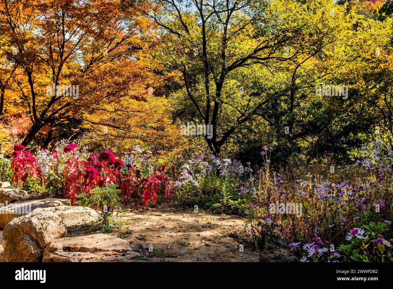 Colorful autumn scene with vivid red and purple flowers under a canopy ...