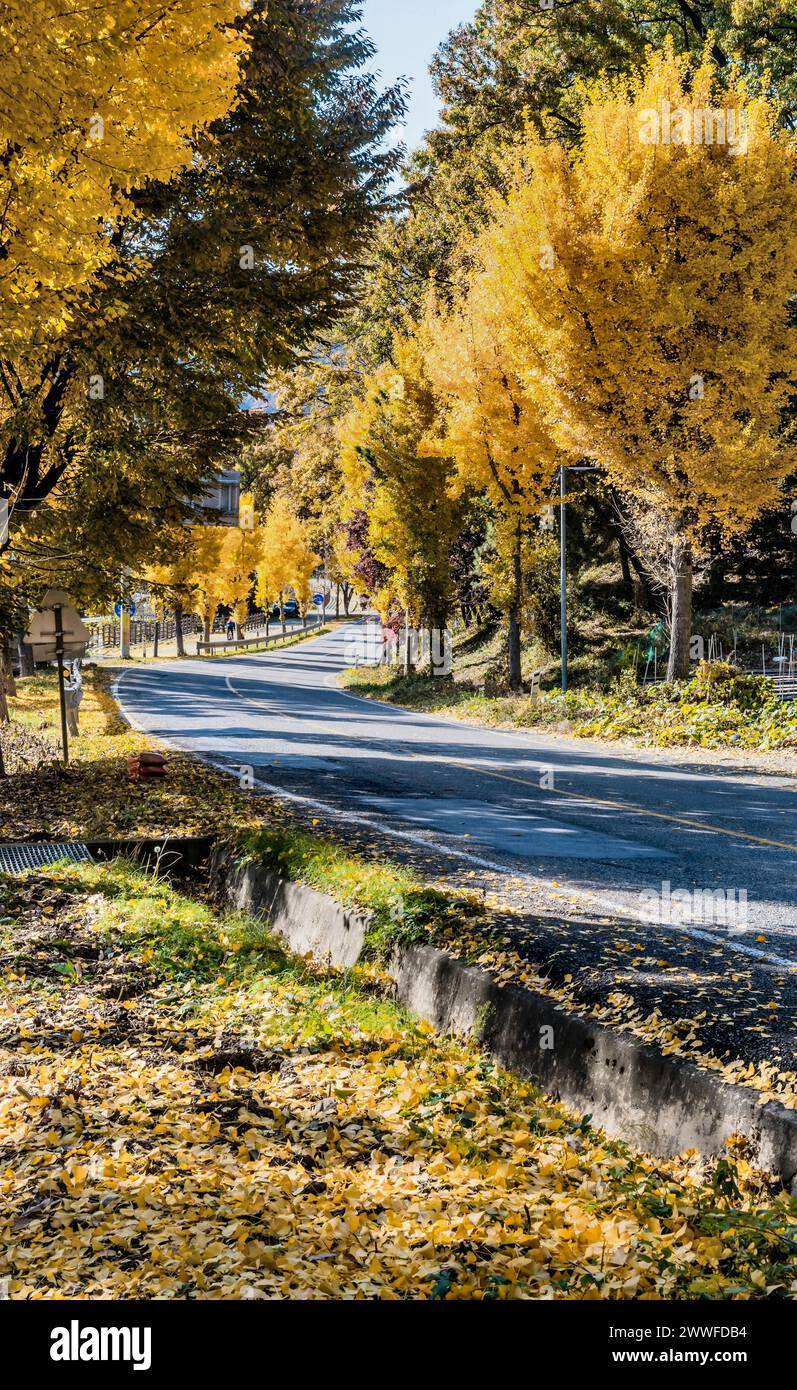 A road lined with yellow autumn trees creating a picturesque scene, in ...