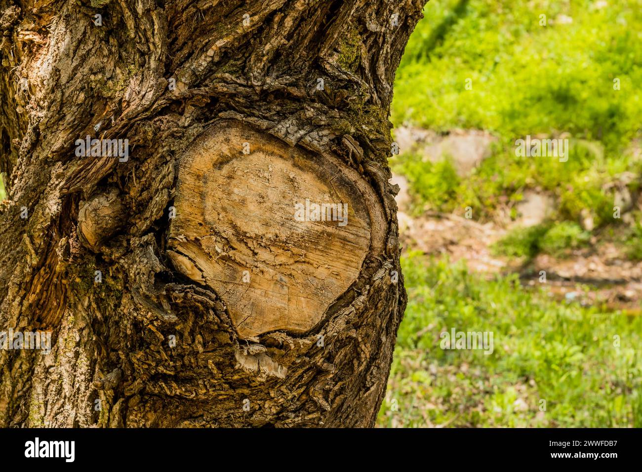 A detailed view of a tree's trunk, featuring a knot where a branch was ...