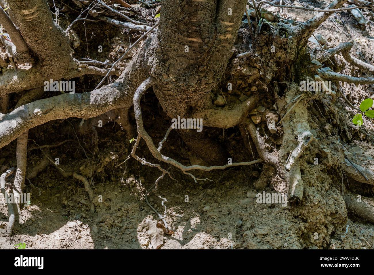 Exposed tangled tree roots gripping the soil on a forest floor, showing erosion details, in ...