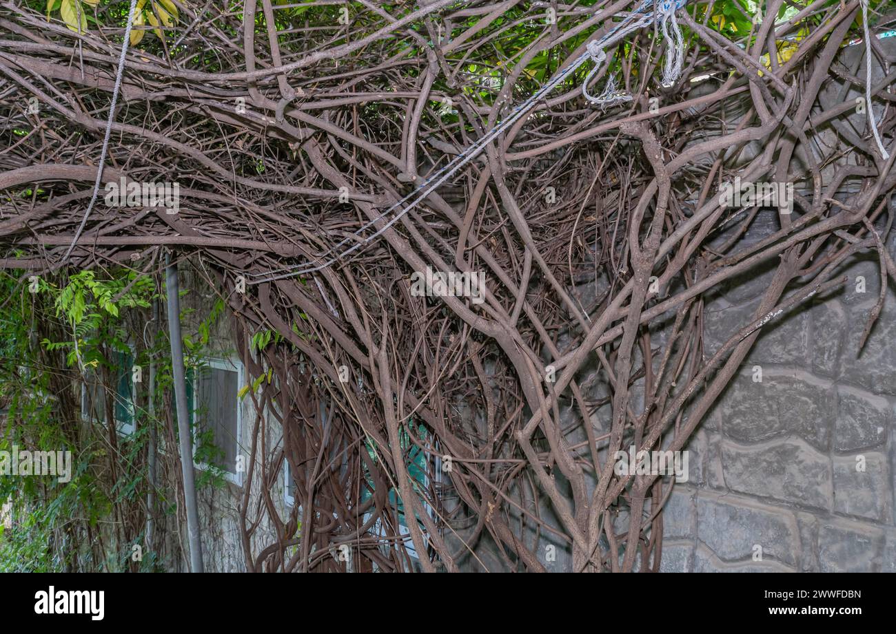 A tangled mass of woody vines creating an intricate pattern against a ...