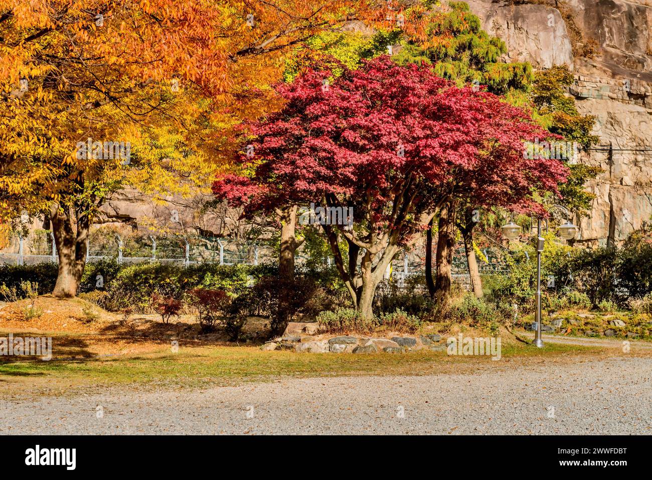 Colorful autumn landscape with a bright red maple tree, in South Korea ...