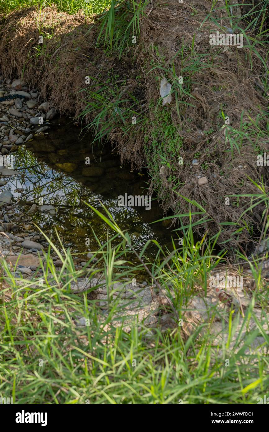 Roots of fallen tree exposed by sever flooding in South Korea Stock ...