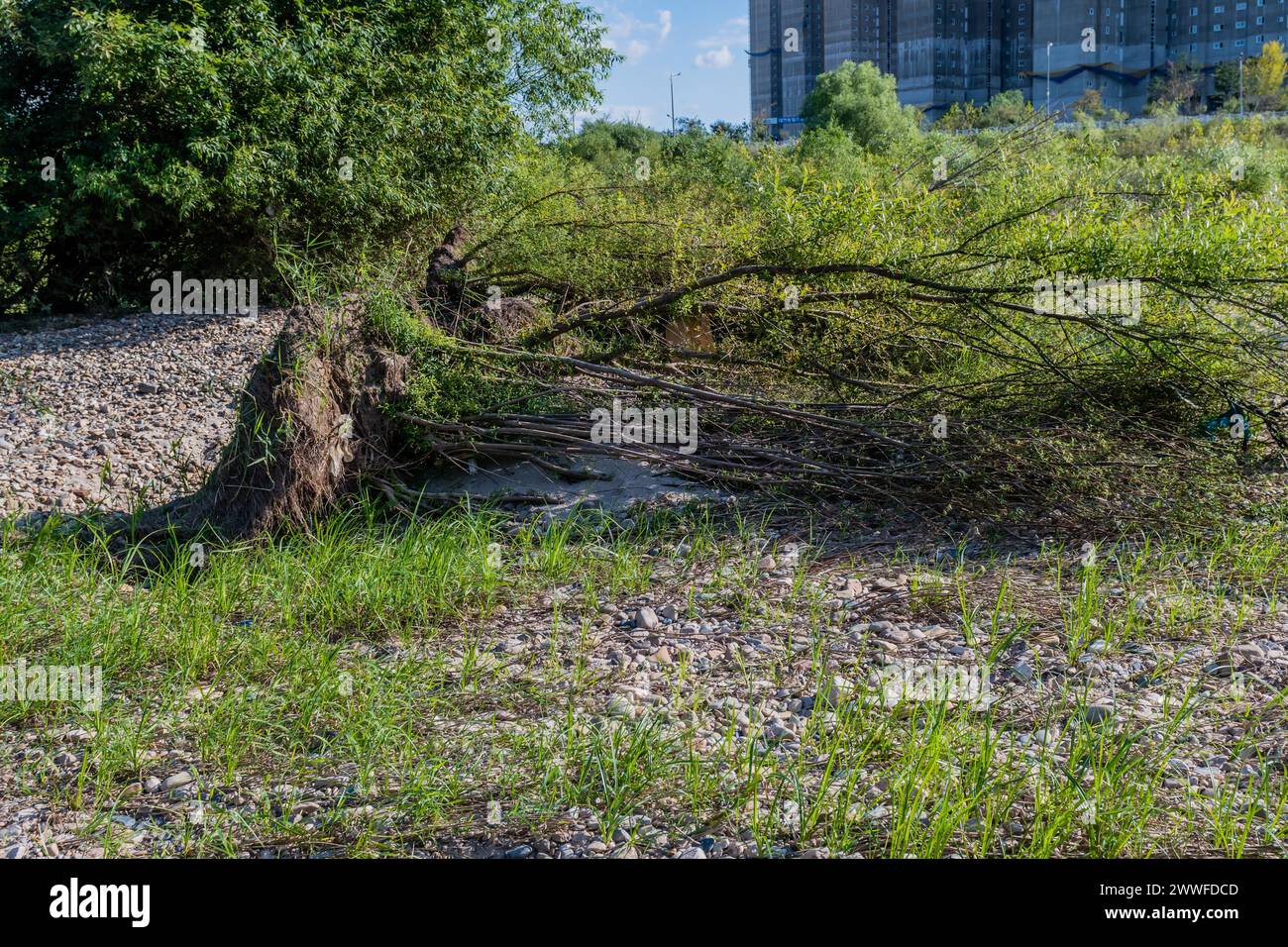 A fallen tree amidst overgrown greenery in an urban area affected by ...