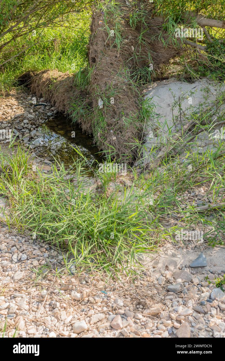 Roots of fallen tree exposed by sever flooding in South Korea Stock ...