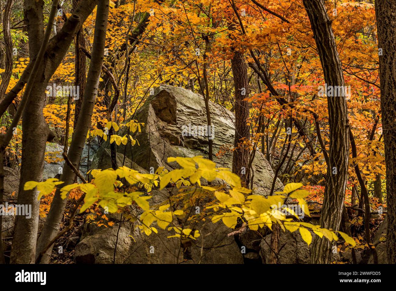 Rocky forest landscape with yellow autumn leaves on trees, in South ...