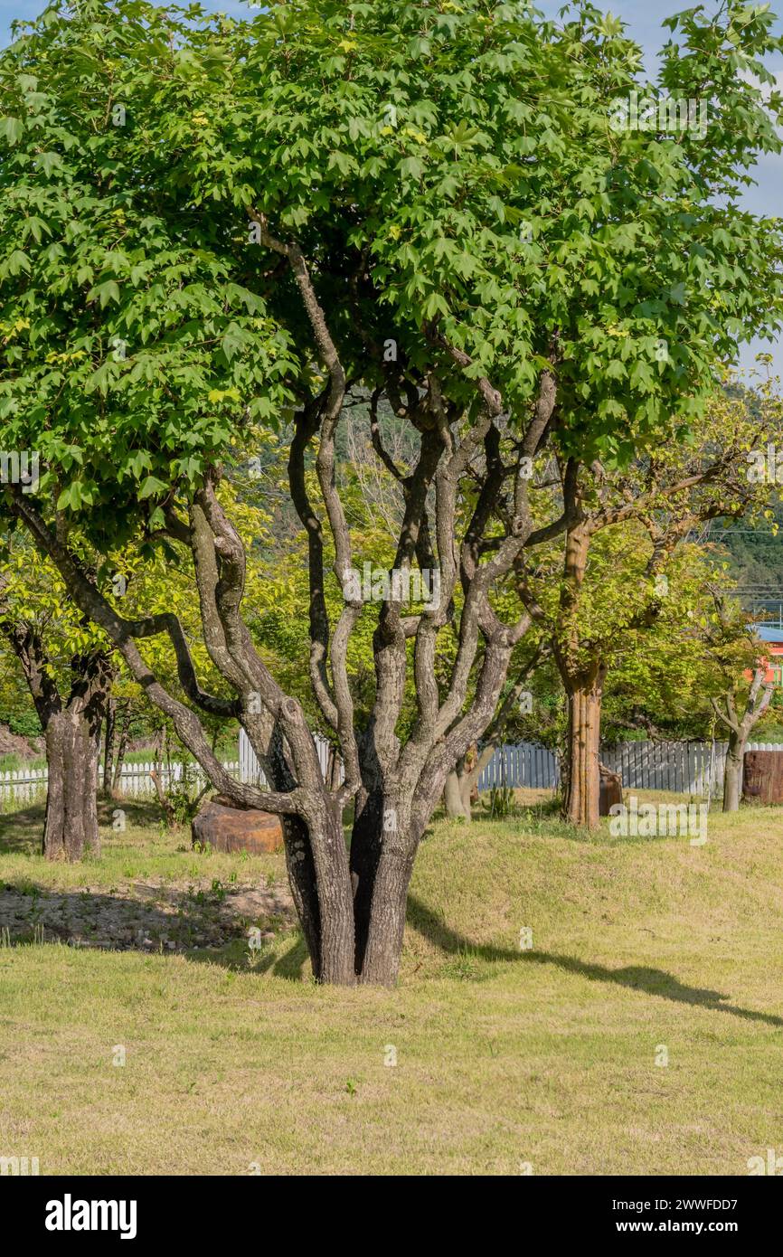 Verdant tree with dense foliage casting shadows on the grass in a park ...