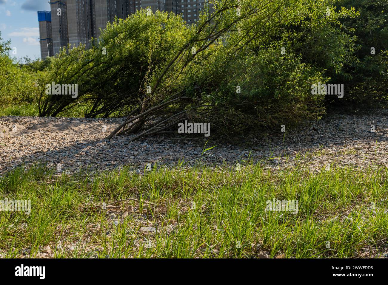 Fallen trees amidst in an urban area affected by flooding in South ...