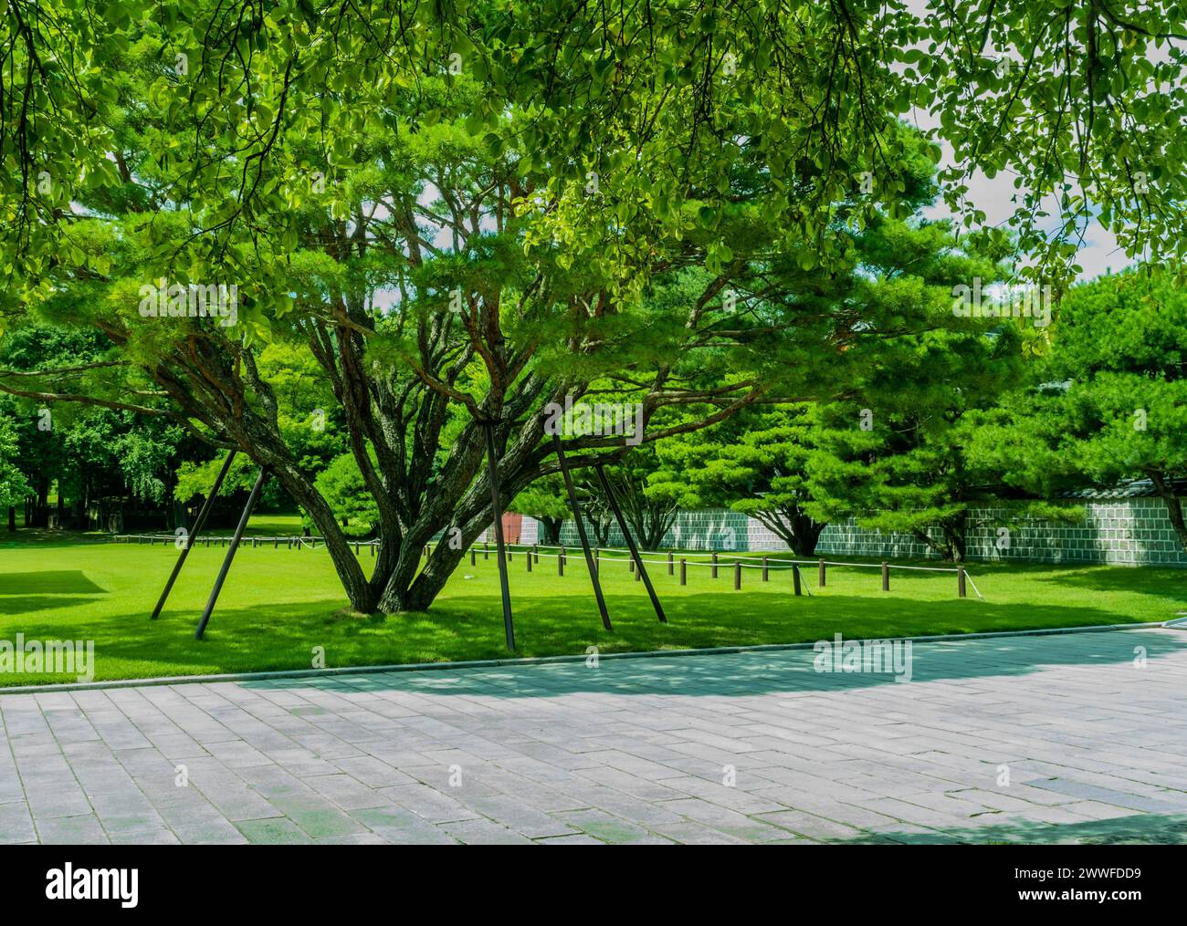 Lush green tree with sprawling branches in a peaceful park setting, in ...