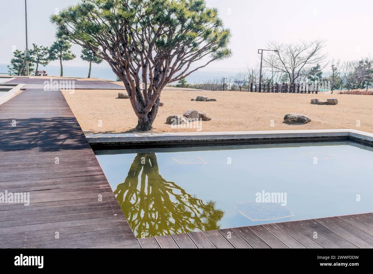 Calm scene of a pine tree with its reflection in a water feature beside ...