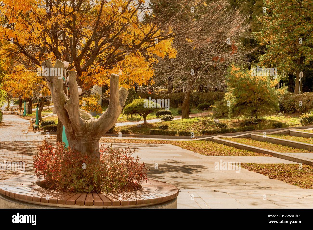 A cut tree stump in a park with yellow leaves and surrounding pathways ...