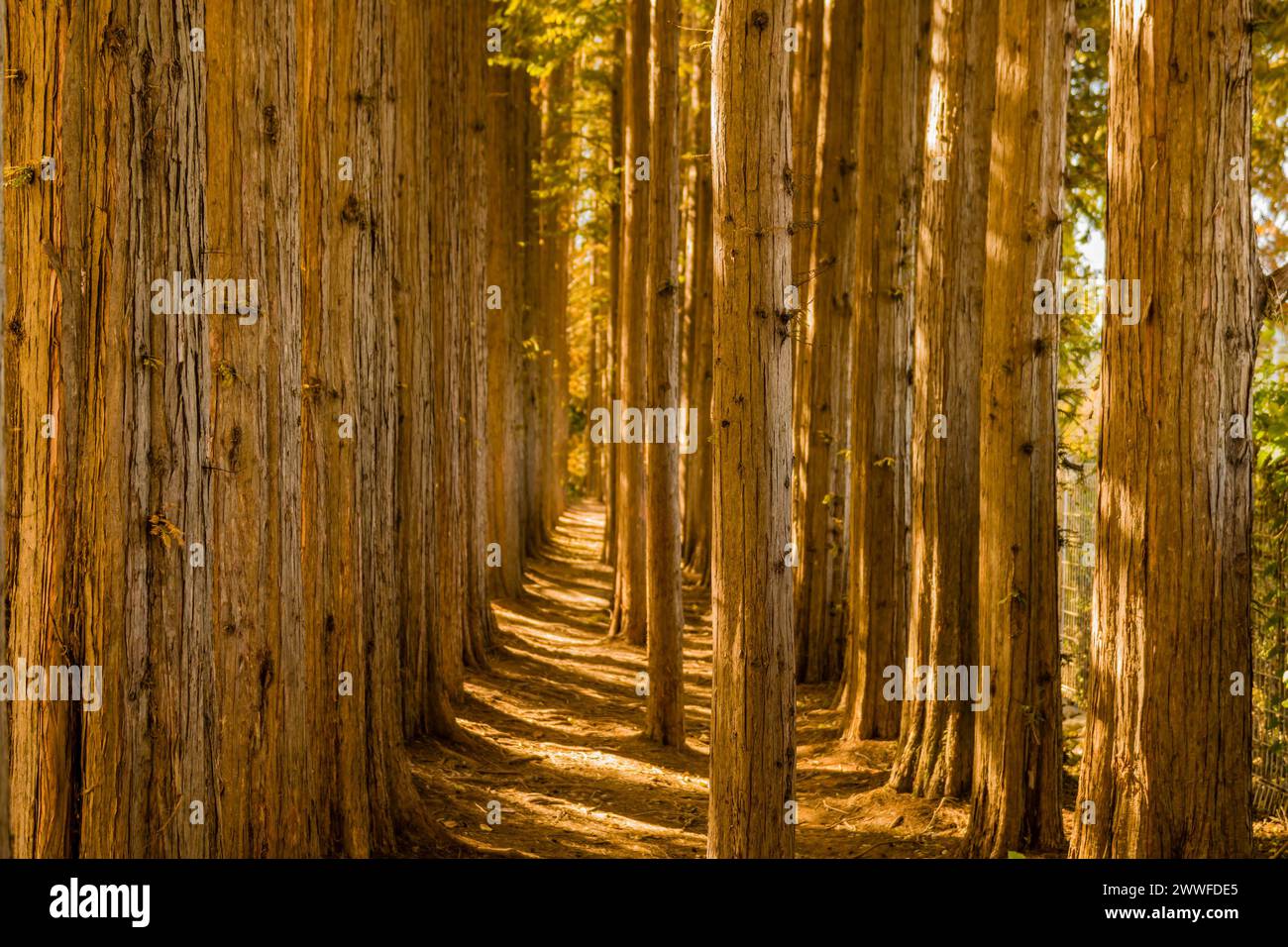 Sunlight streams through a tranquil path lined with tall redwood trees ...