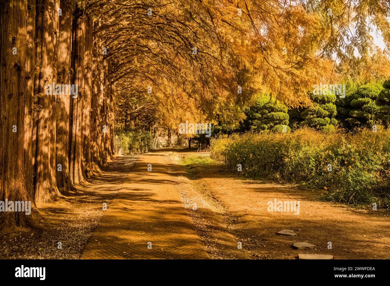 A serene autumn pathway flanked by trees with golden leaves and ...
