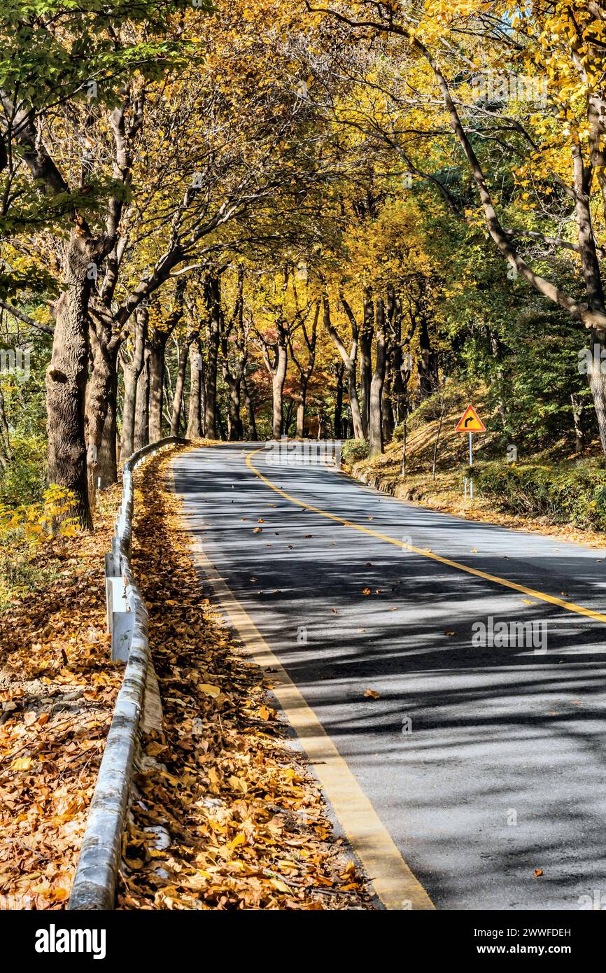 A curved road enclosed by yellow-leaved trees, illuminated by autumn ...