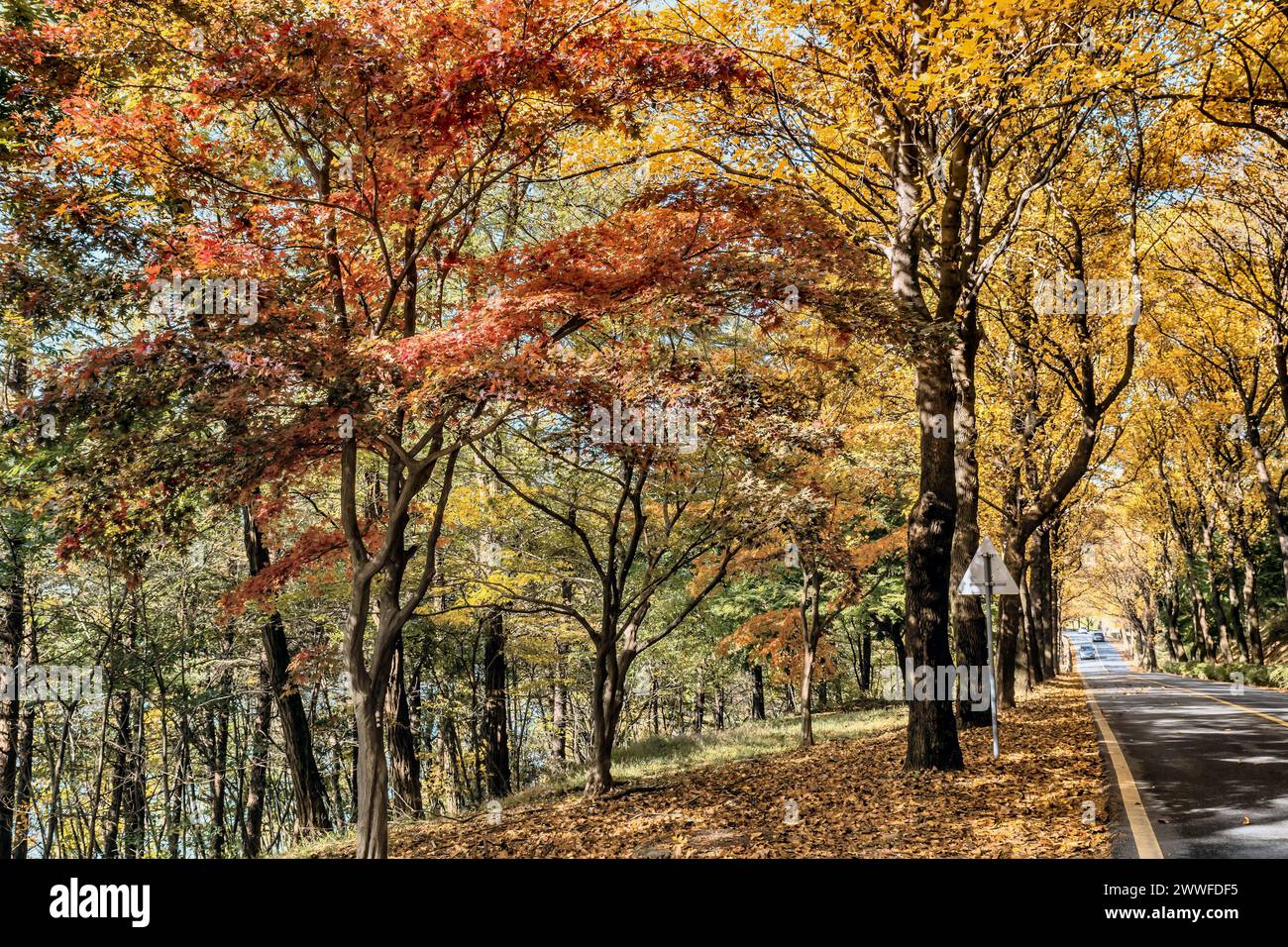Sunlight filters through trees with red and yellow fall leaves beside a ...