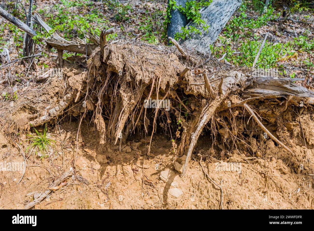 Roots of felled tree exposed in dirt hillside Stock Photo - Alamy