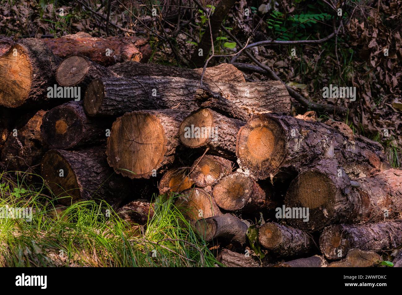 Sunlight shadow on forest hi-res stock photography and images - Alamy