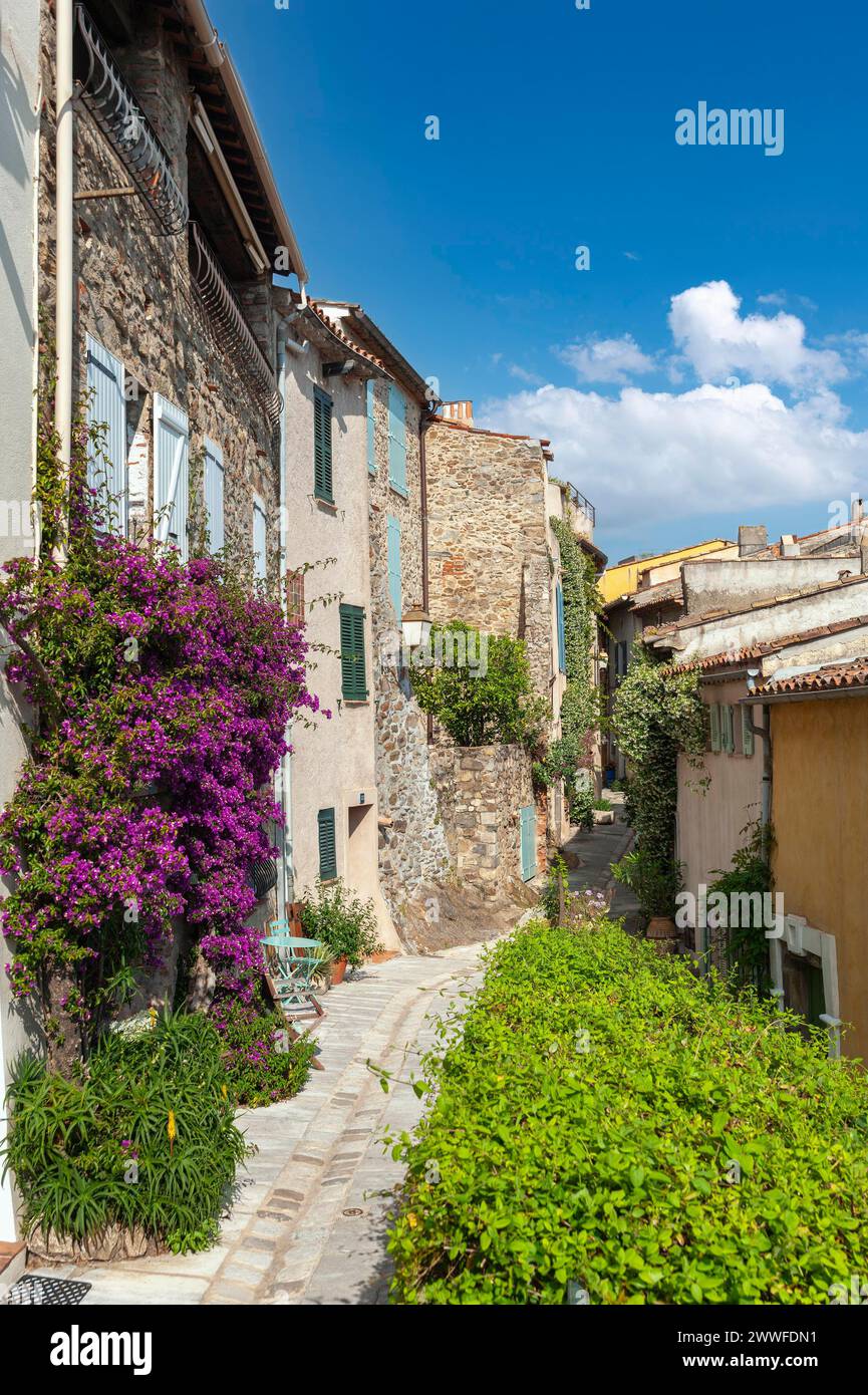 Typical alley in the old town with bougainvillea on the facades ...