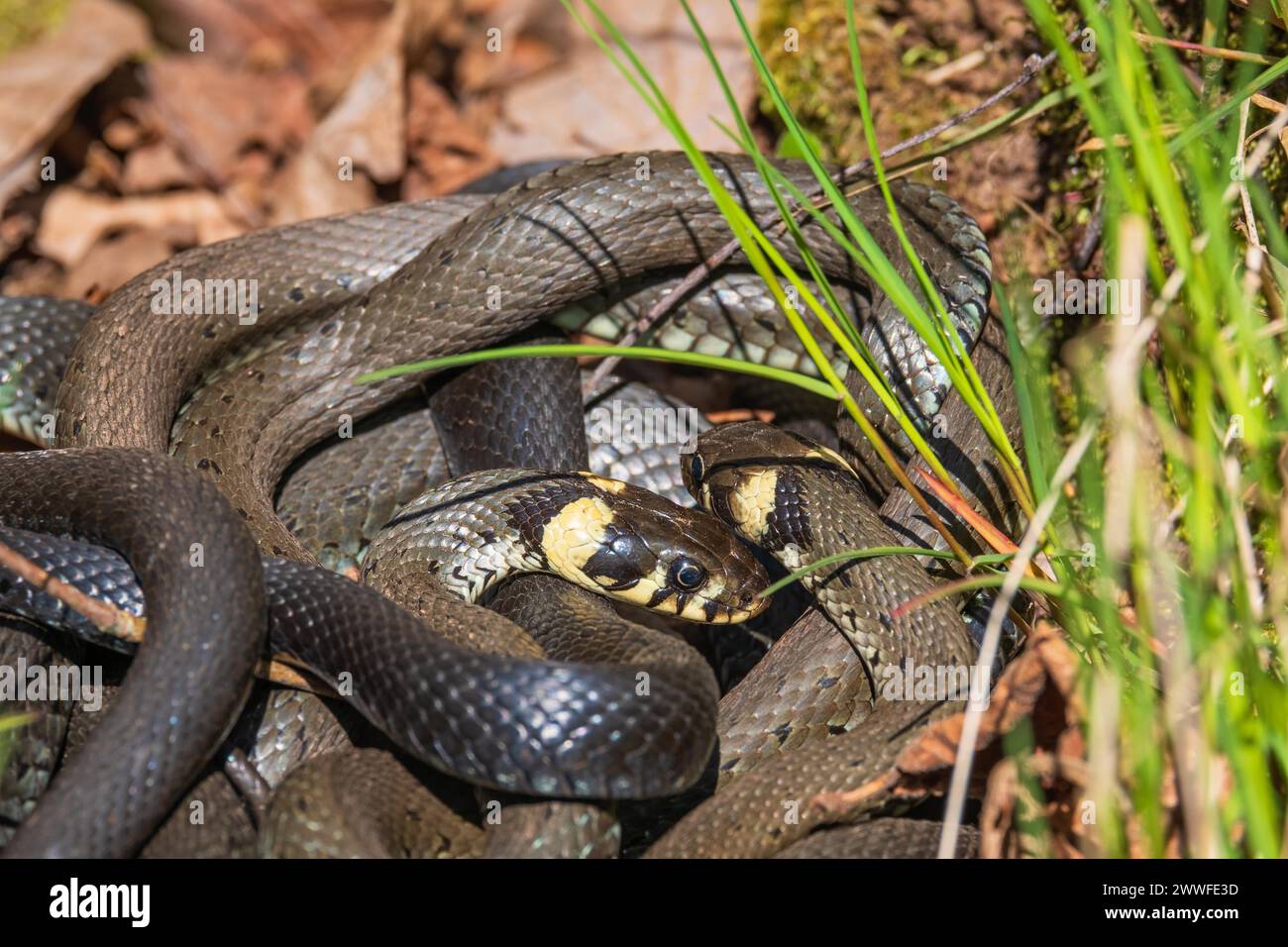 Group with Grass snakes (Natrix natrix) sunbathing in the spring sun ...