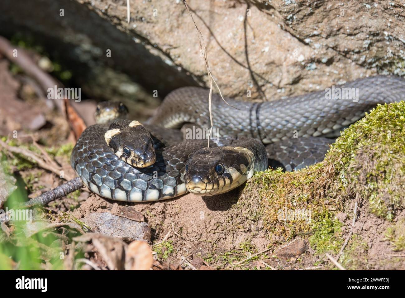 Grass snakes (Natrix natrix) sunbathing by a rock in the sunshine Stock ...