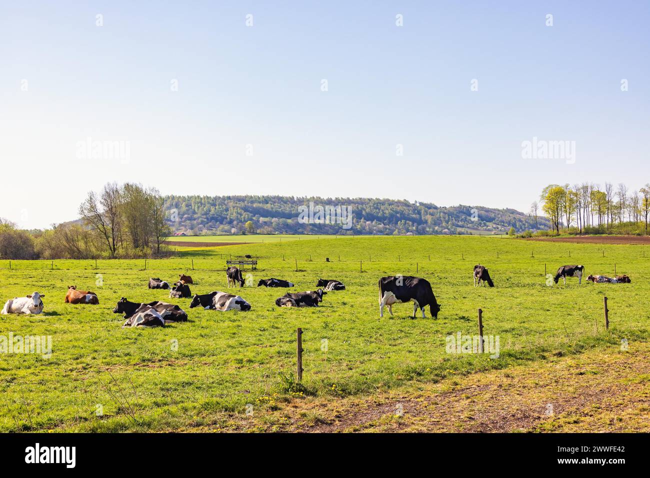 View with grazing dairy cows on a grass meadow in the countryside at ...