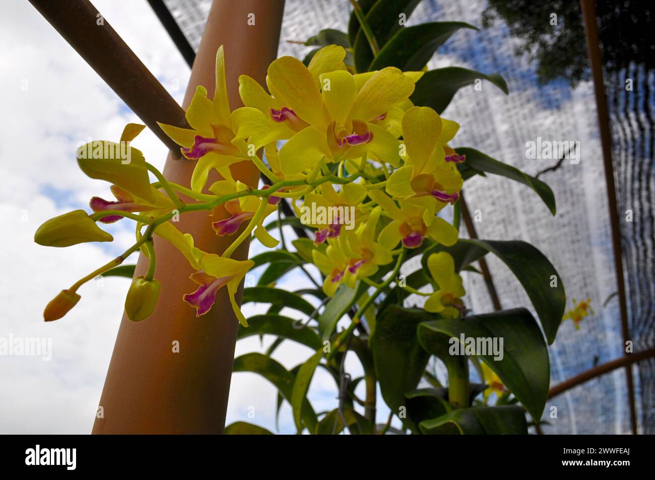 Orchid of sarawak hi-res stock photography and images - Alamy