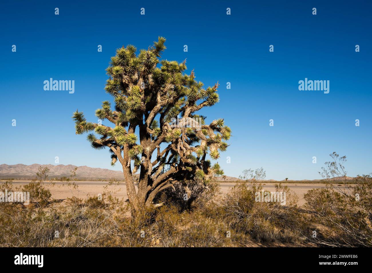 A Joshua tree on the side highway 95, south of Las Vegas, near Boulder ...