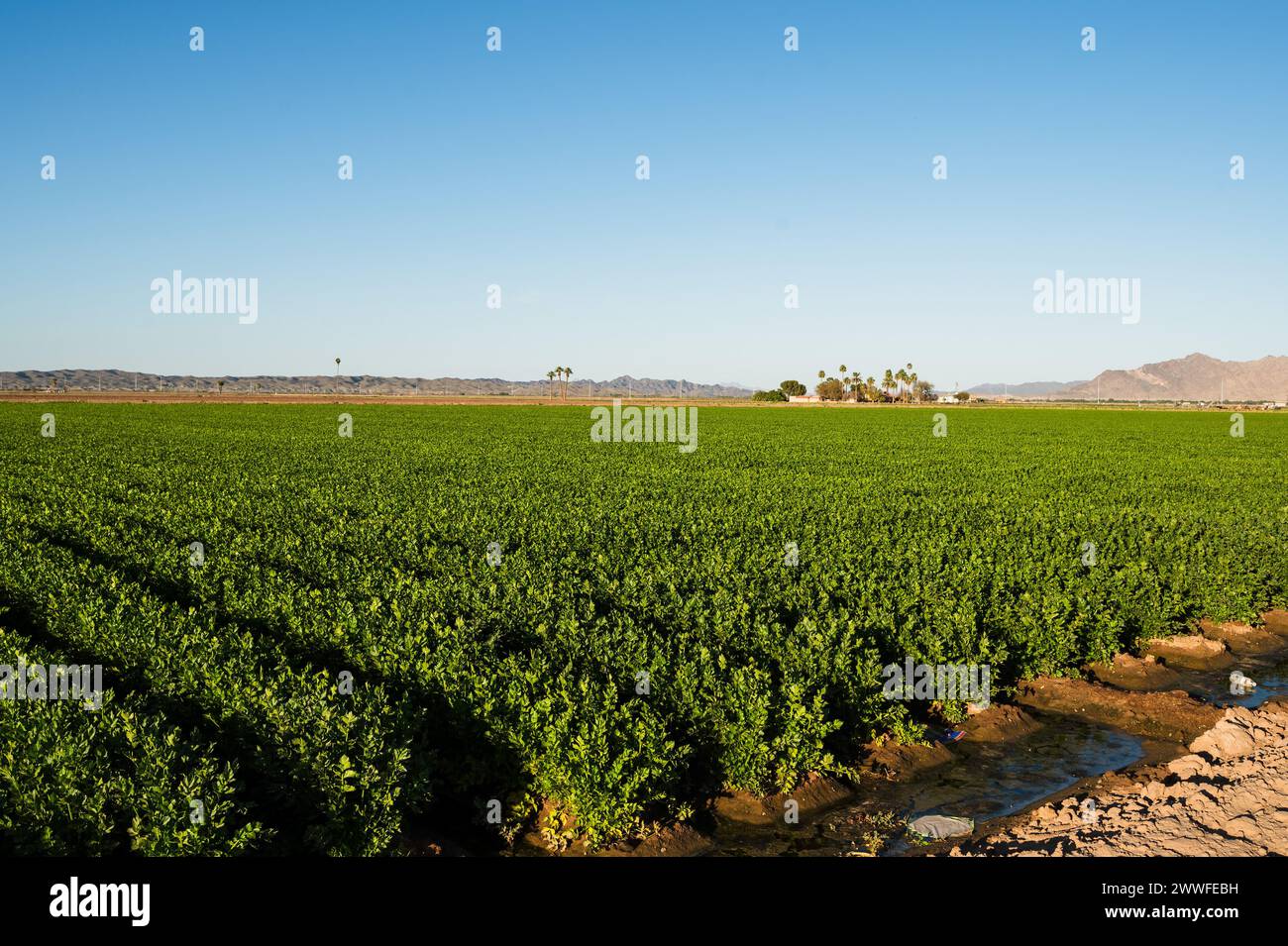 Arizona farm hi-res stock photography and images - Alamy